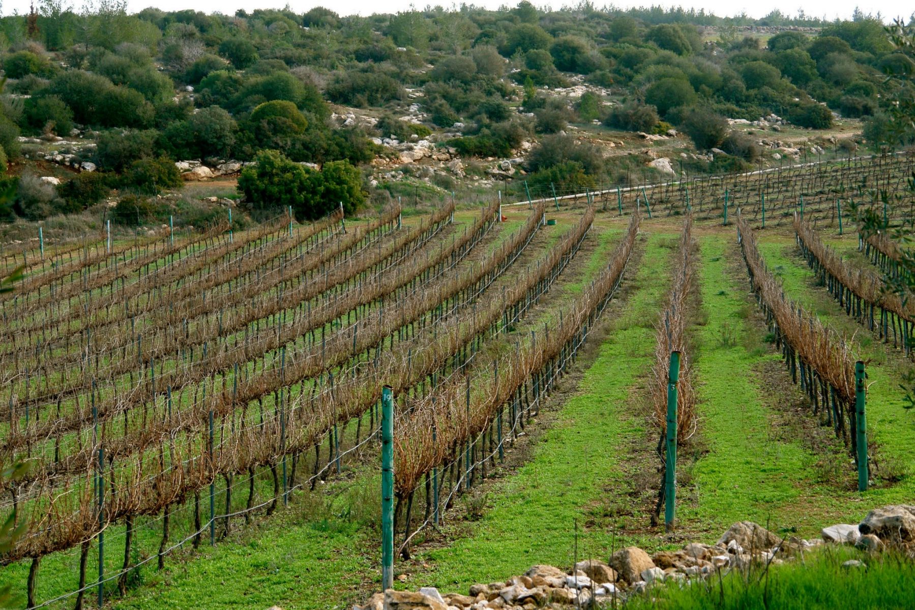 home - יקב עמק האלה